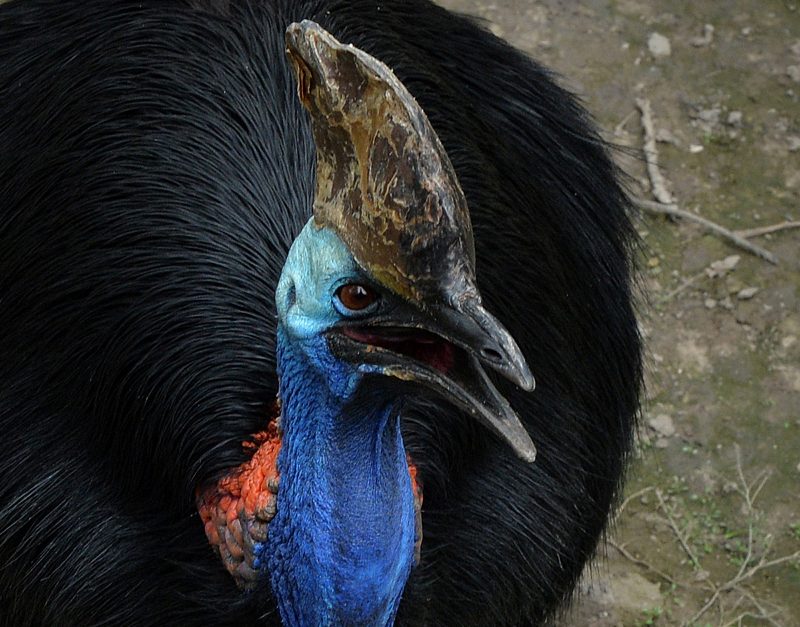 Siliconeer | Big, mean bird that killed US owner will be auctioned